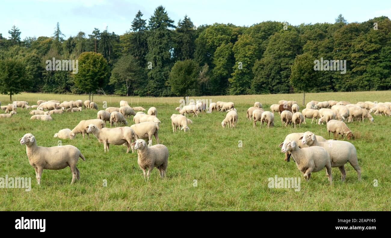 Schafe hi-res stock photography and images - Alamy