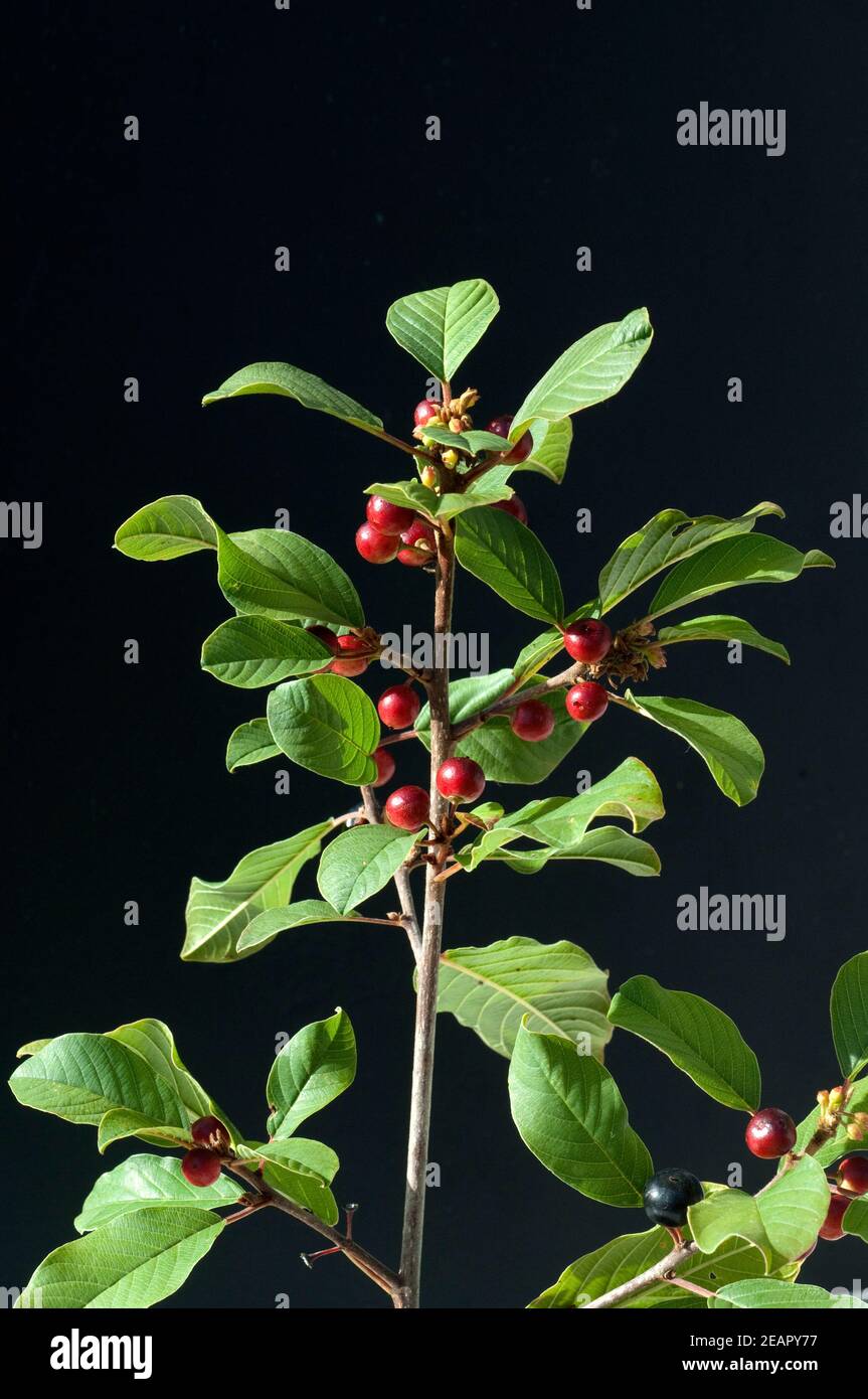 Faulbaum, Rhamnus frangula Stock Photo - Alamy