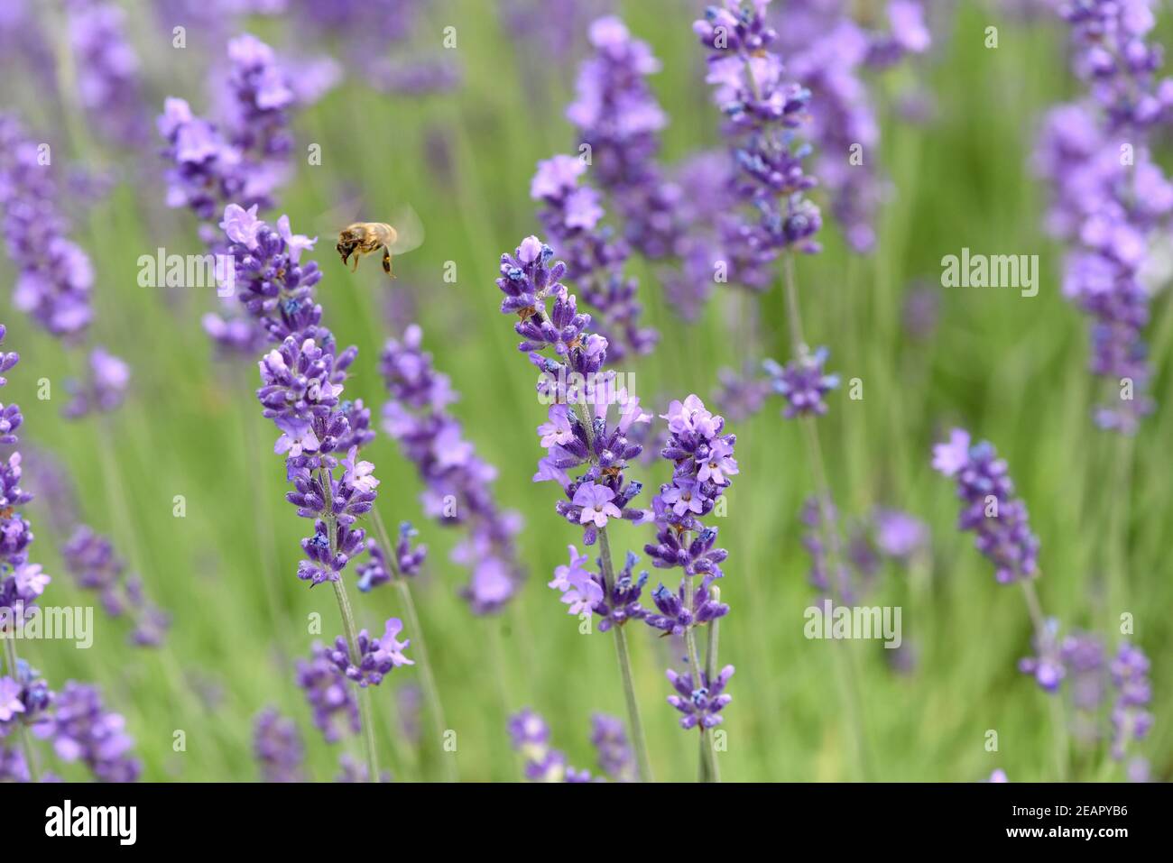 Lavendel hi-res stock photography and images - Alamy