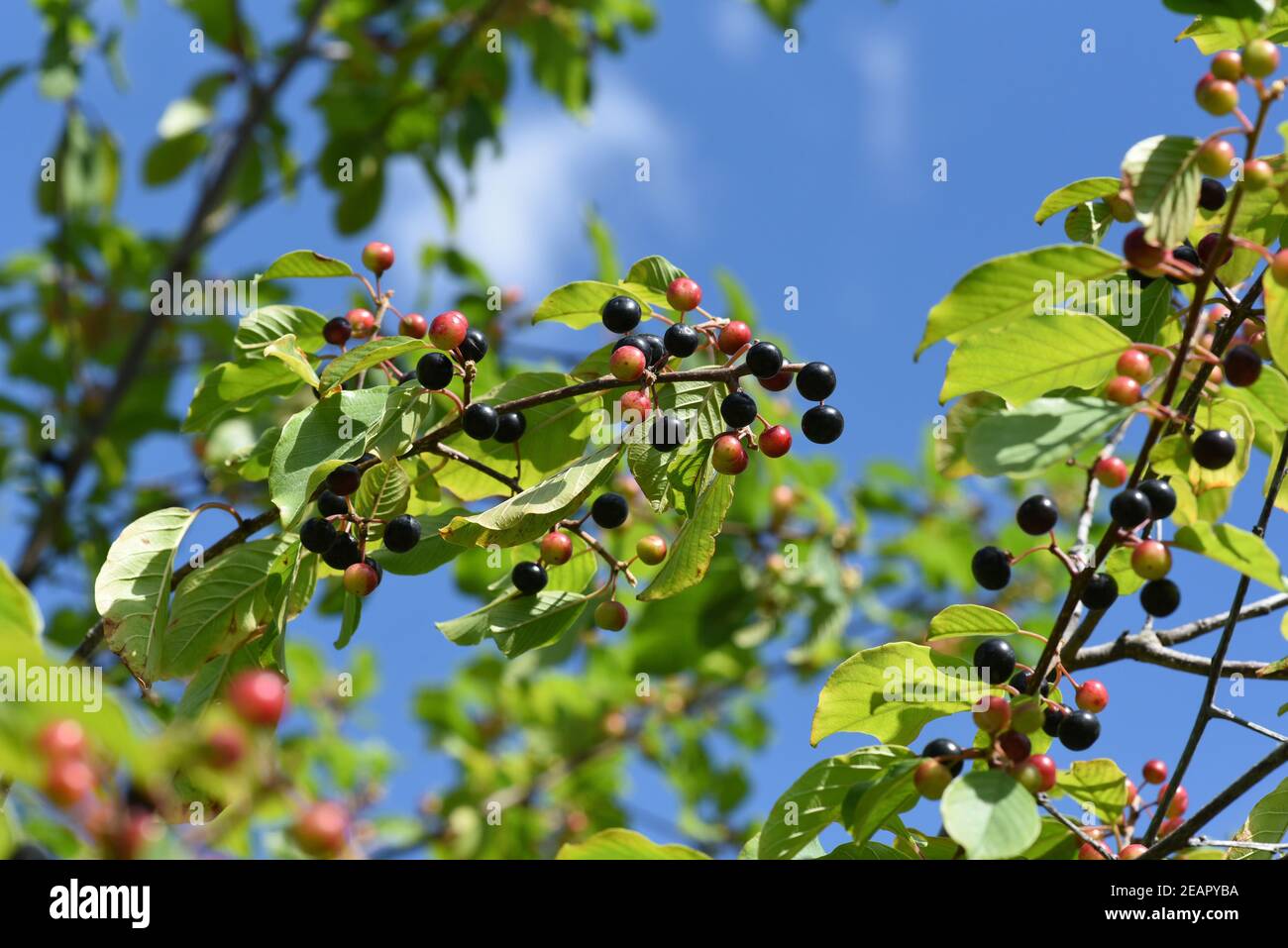 Faulbaum Rhamnus, frangula Stock Photo - Alamy