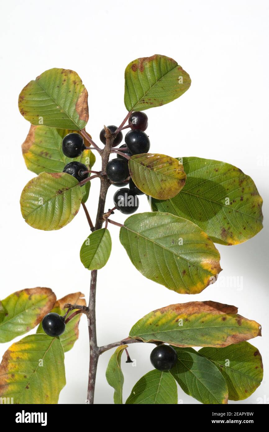 Faulbaum, Rhamnus frangula Stock Photo - Alamy