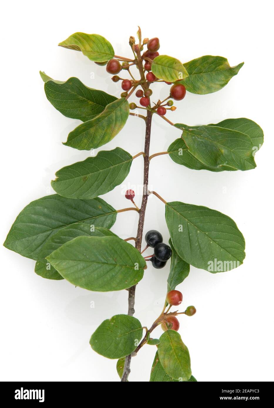 Faulbaum hi-res stock photography and images - Alamy