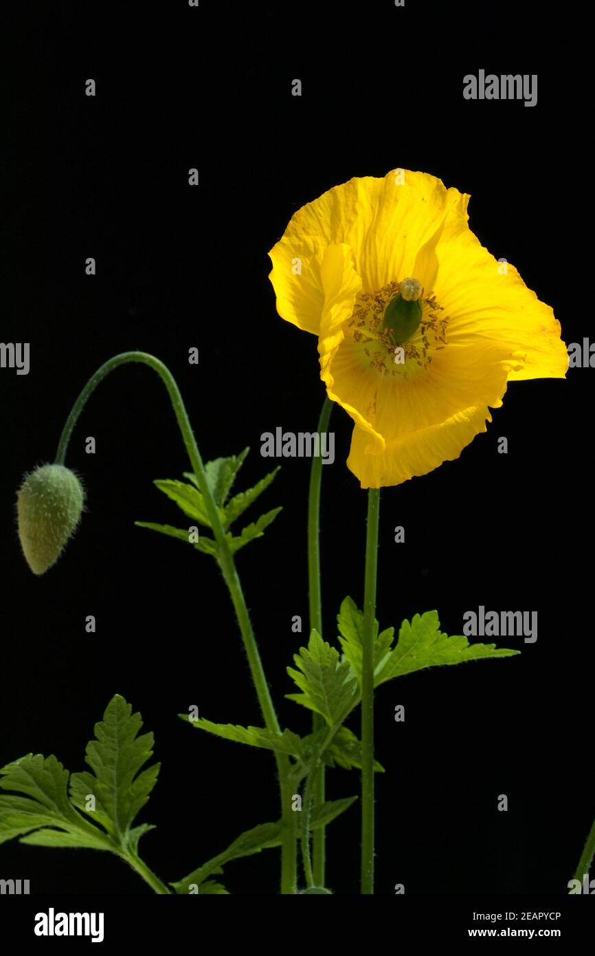 Scheinmohn, Meconopsis, cambrica Stock Photo - Alamy