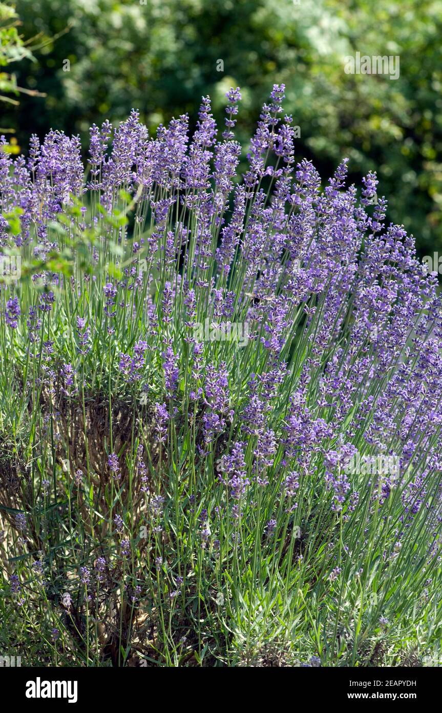 Lavendel hi-res stock photography and images - Alamy