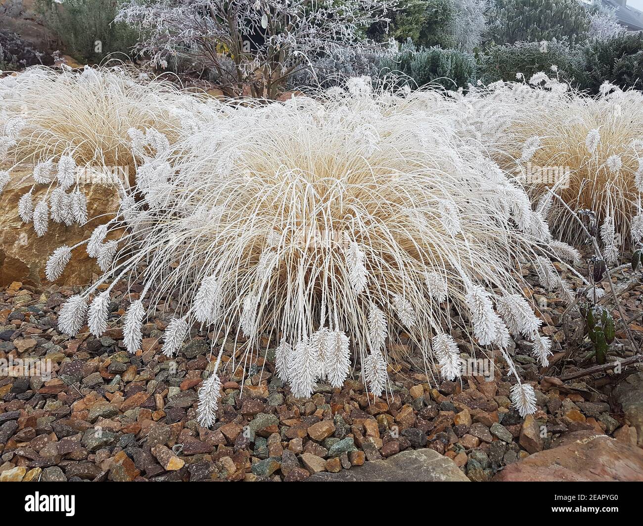 Raureif, Federborstengras Pennisetum compressum Stock Photo - Alamy