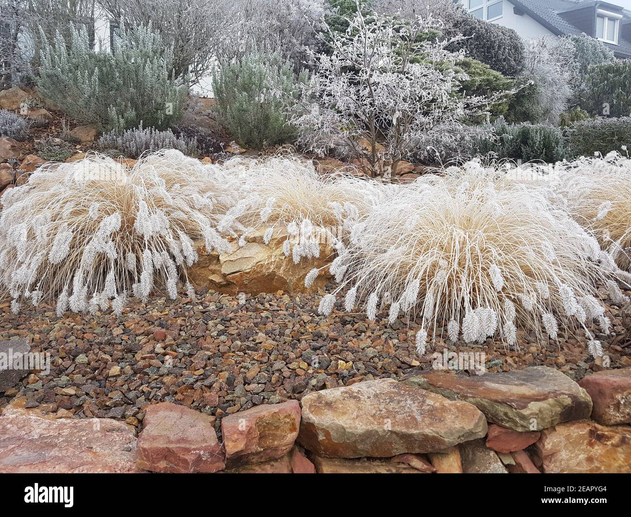 Raureif, Federborstengras Pennisetum compressum Stock Photo - Alamy