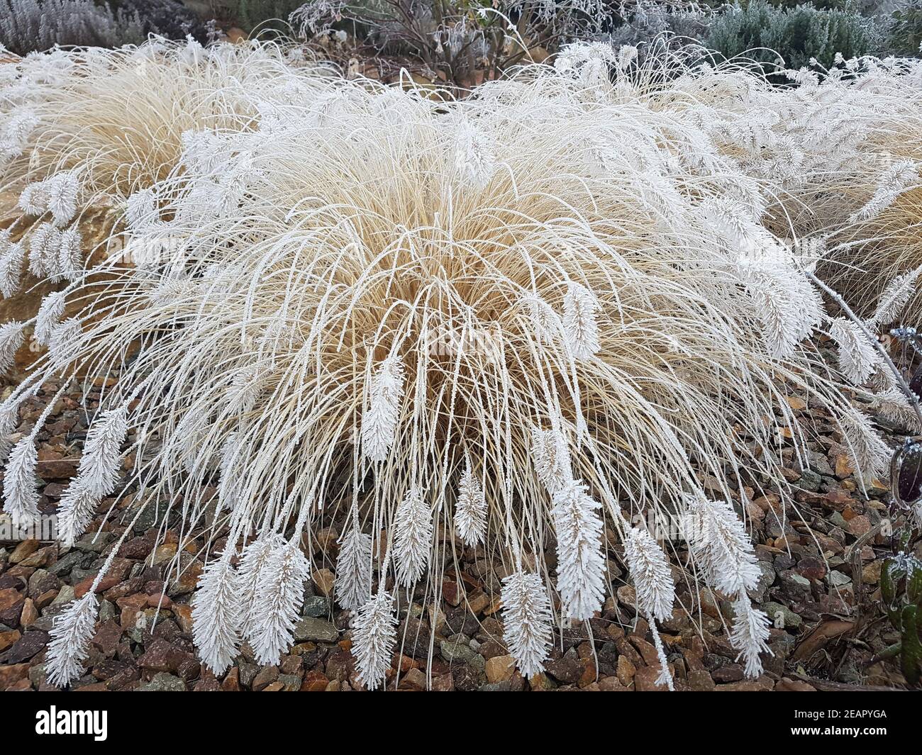 Raureif, Federborstengras Pennisetum compressum Stock Photo - Alamy