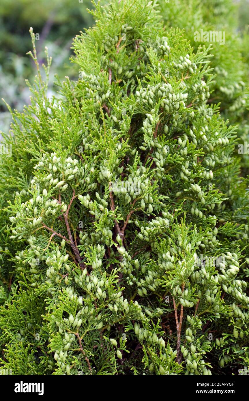 Lebensbaum hi-res stock photography and images - Alamy