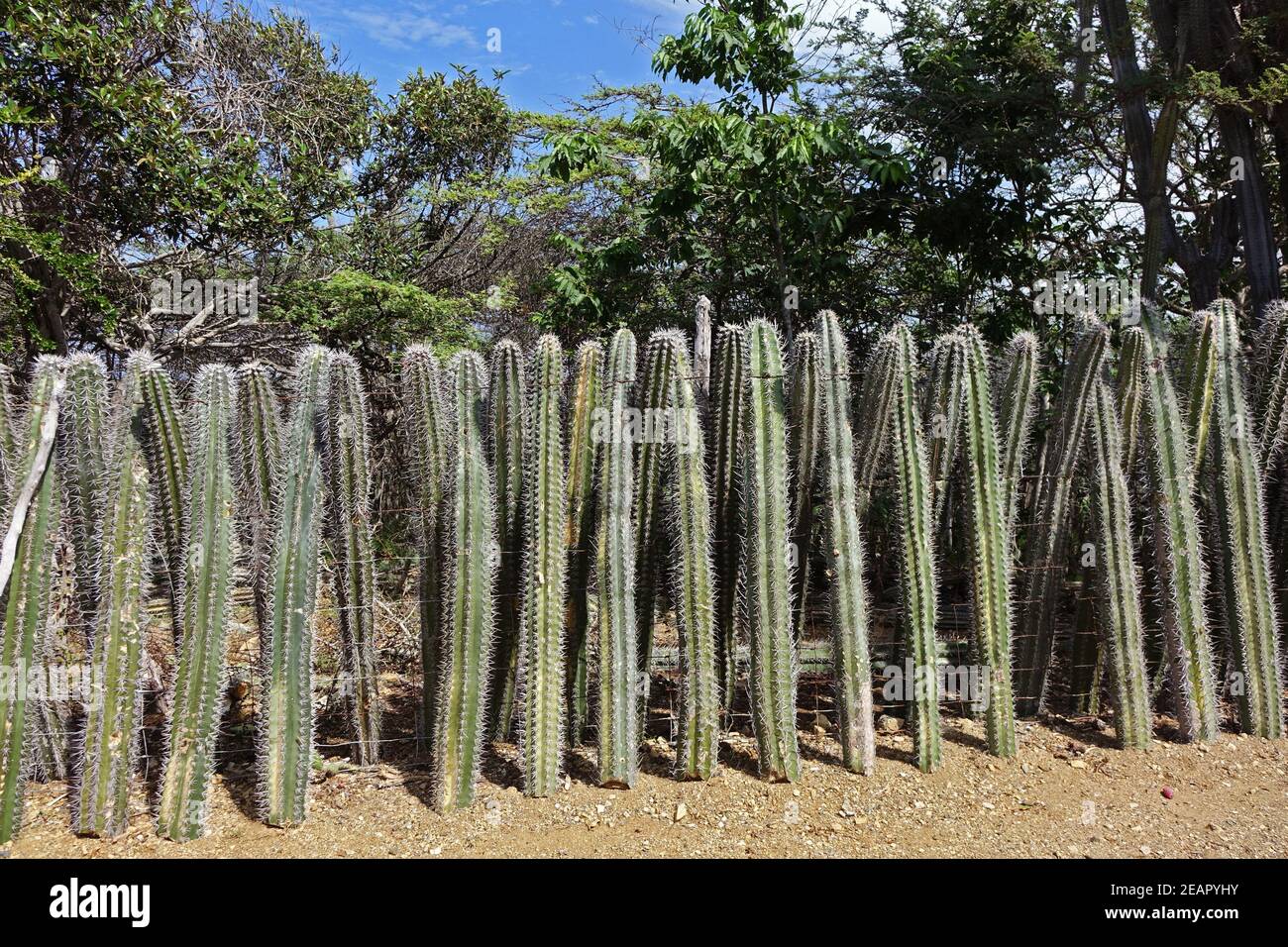 Fence construction from cacti, demonstration of an old traditional ...