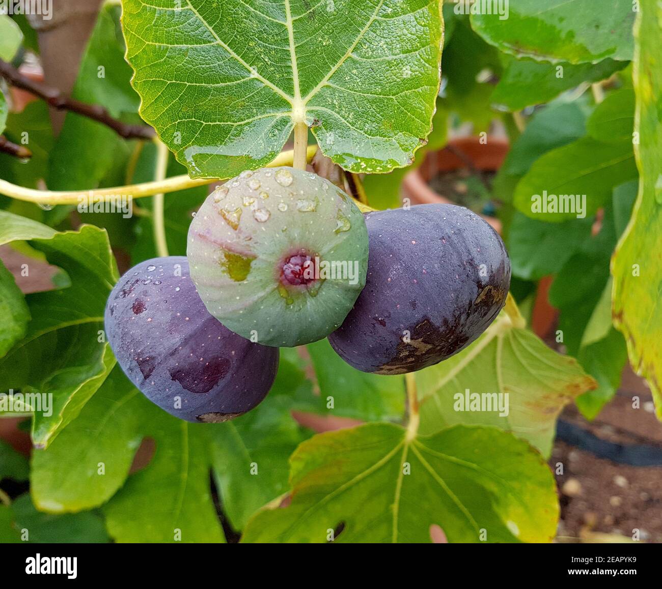 Feigenbaum hi-res stock photography and images - Alamy