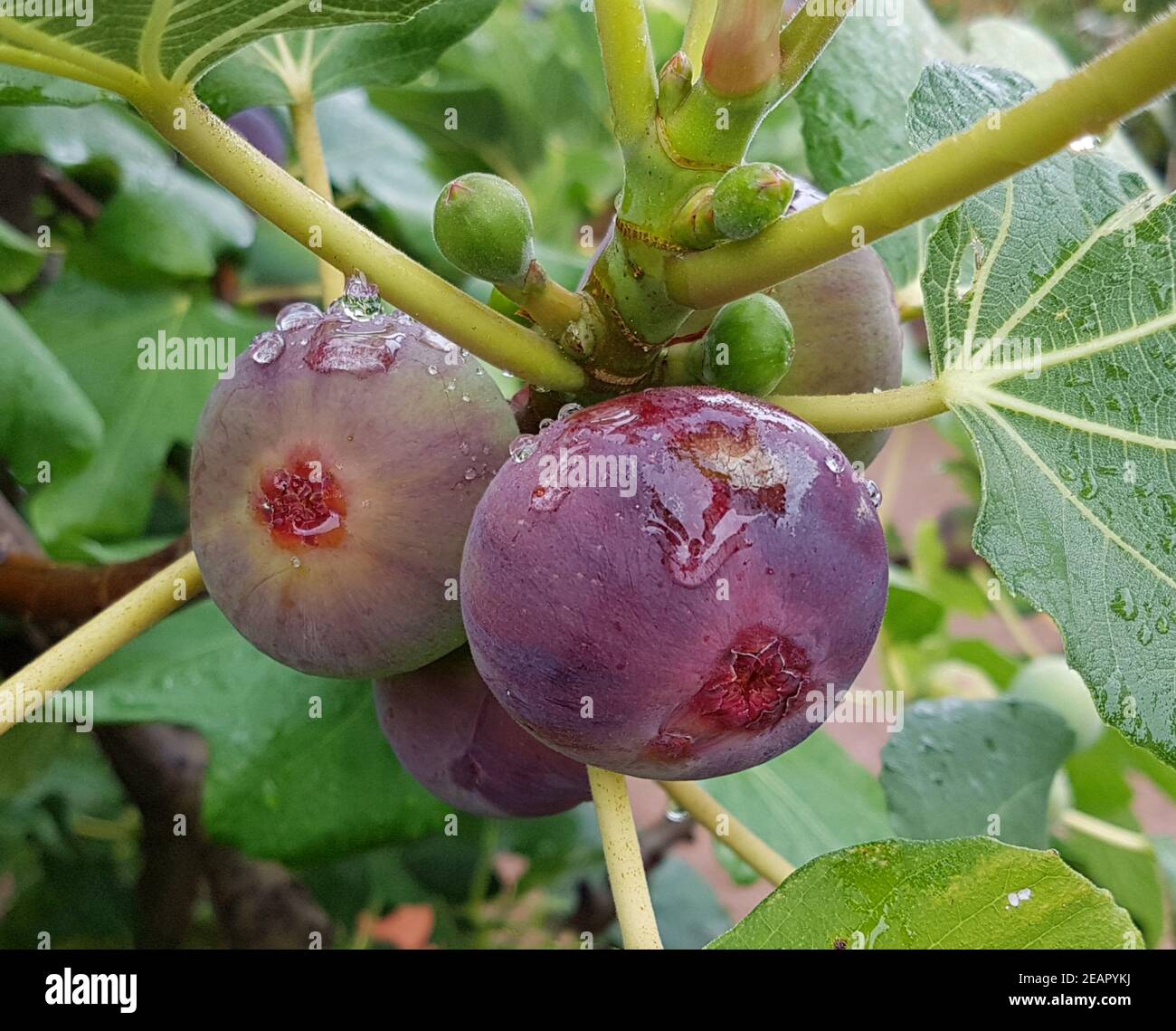 Feigen, Ficus carica, Feigenbaum Stock Photo - Alamy