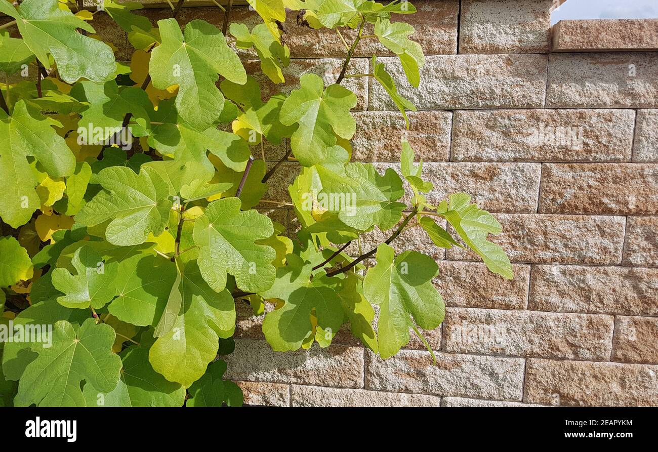 Feigen, Ficus carica, Feigenbaum Stock Photo - Alamy