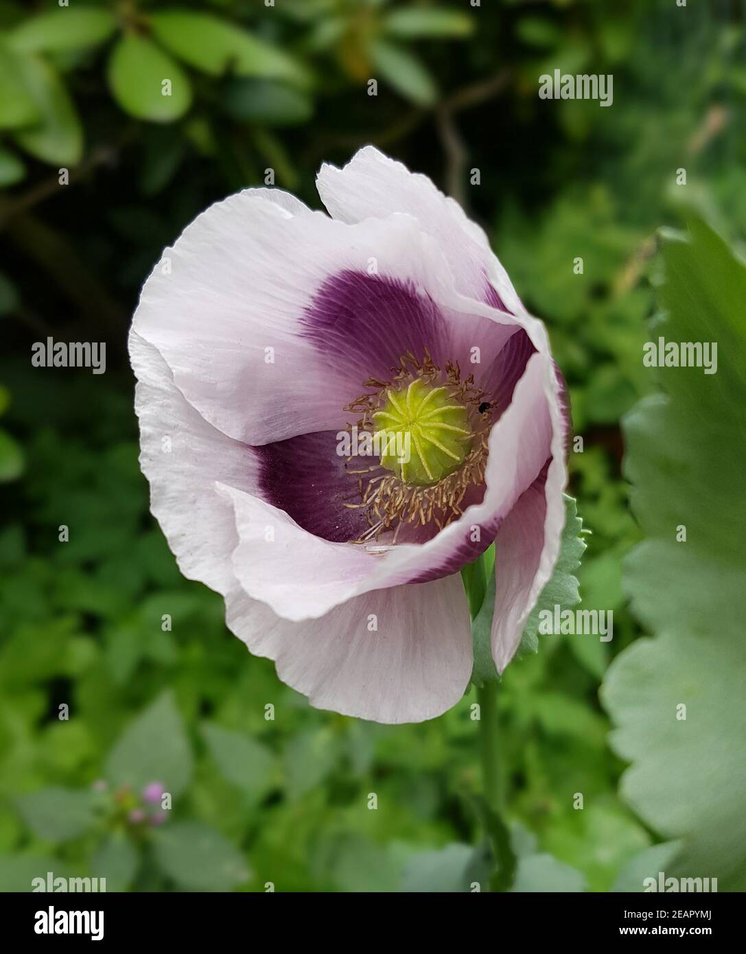 Schlafmohn Papaver somniferum Giftpflanze Stock Photo - Alamy