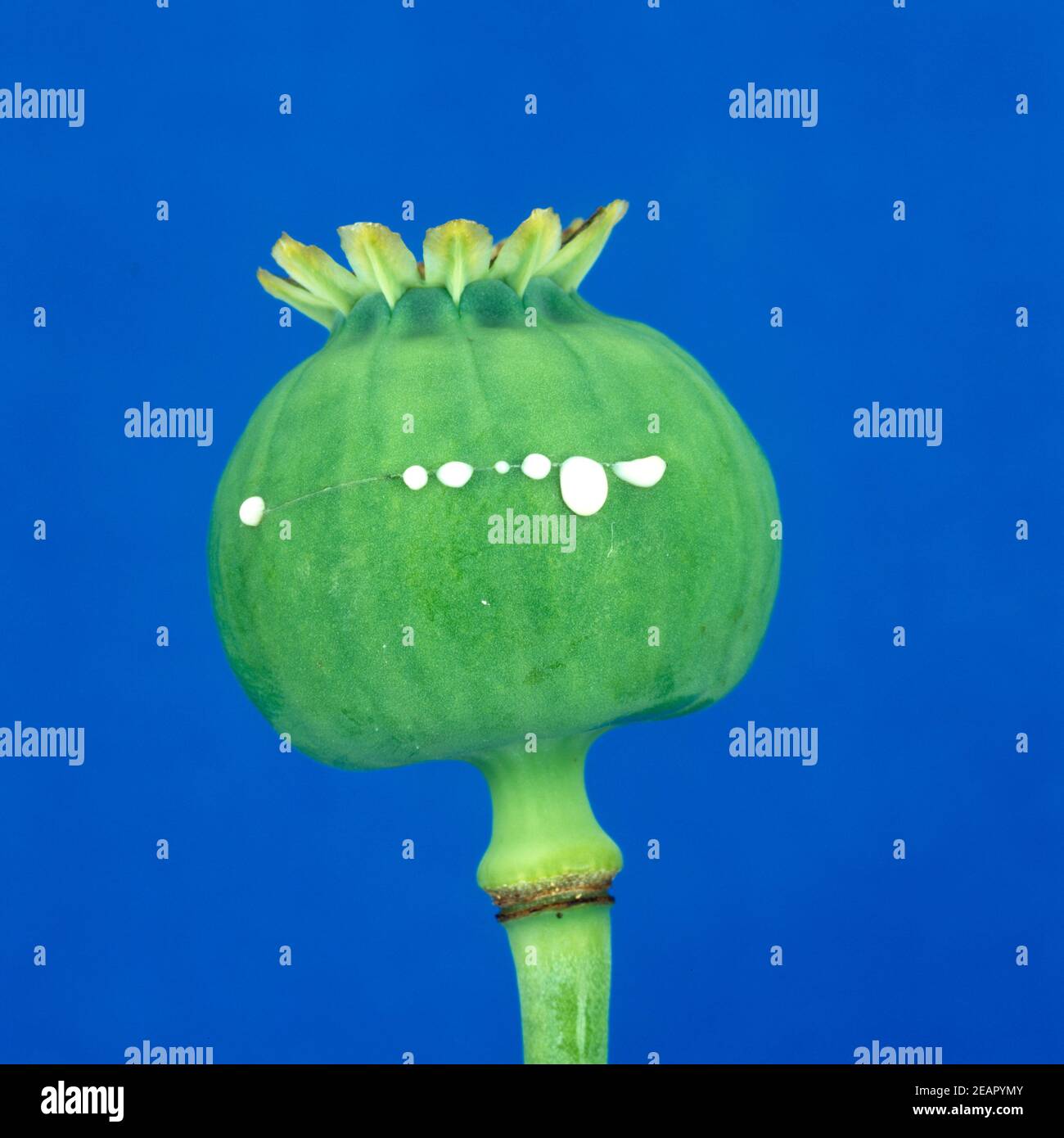 Schlafmohn Papaver somniferum Stock Photo - Alamy