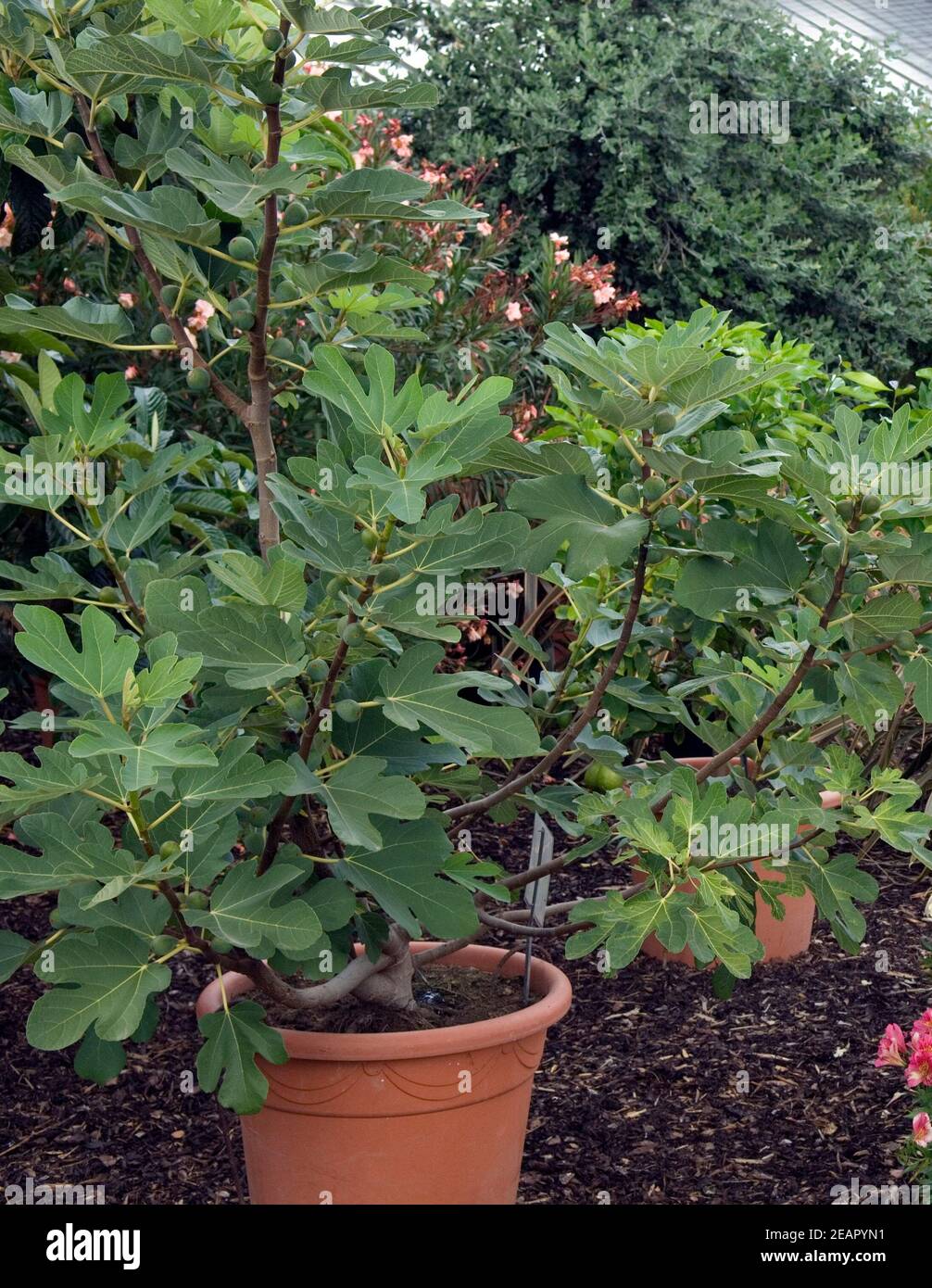 Suedfruechte d hi-res stock photography and images - Alamy