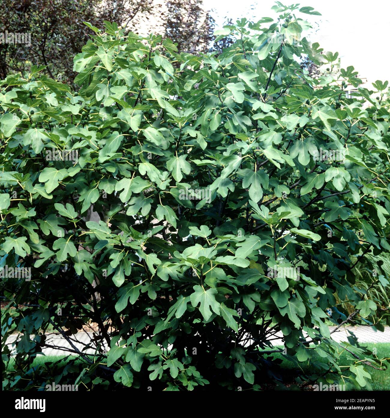 Feige hi-res stock photography and images - Alamy