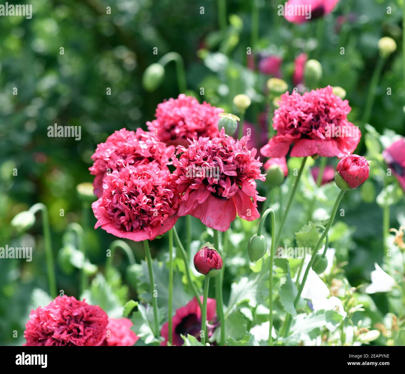 Schlafmohn, Papaver, somniferum Stock Photo - Alamy