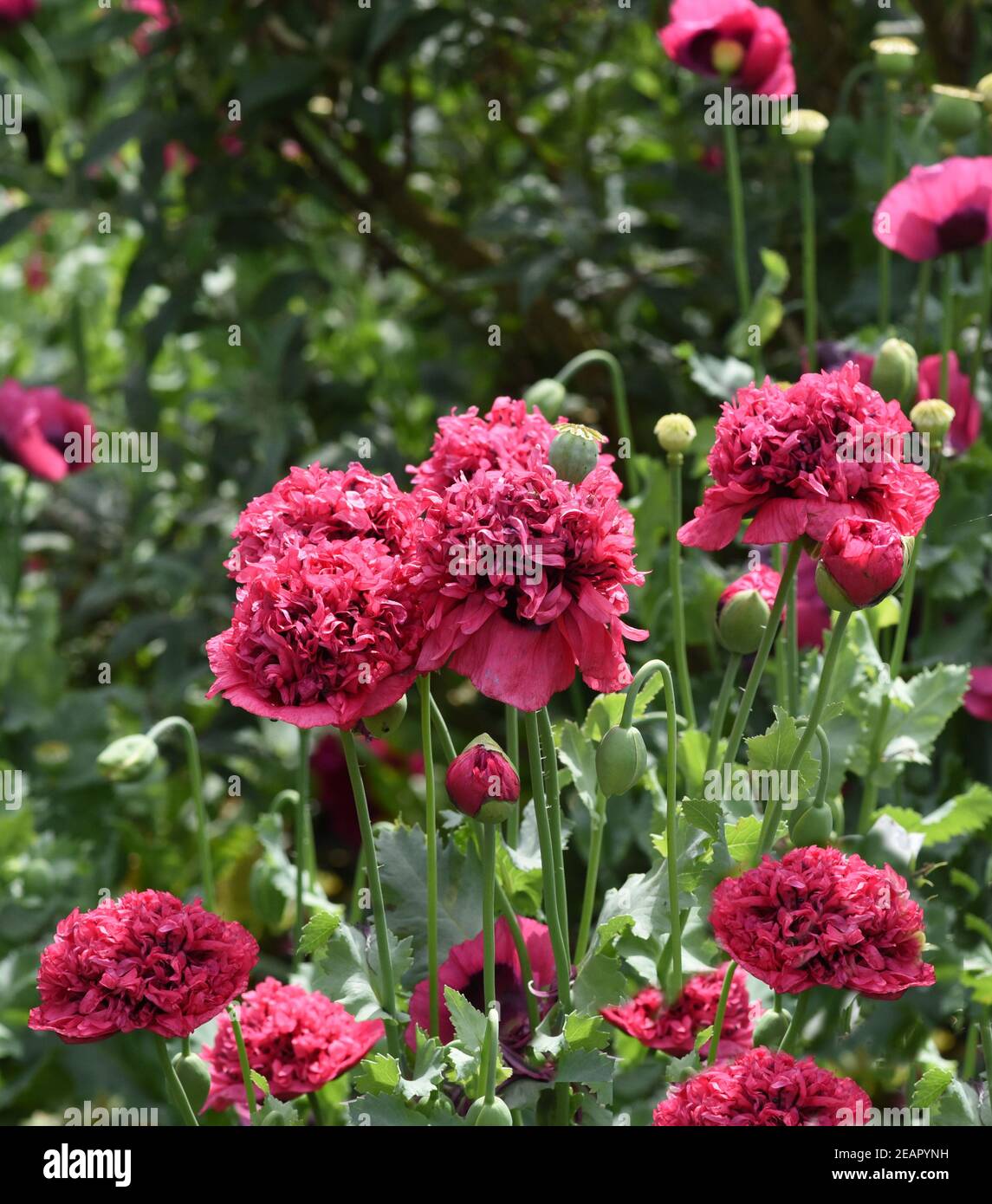 Schlafmohn, Papaver, somniferum Stock Photo - Alamy