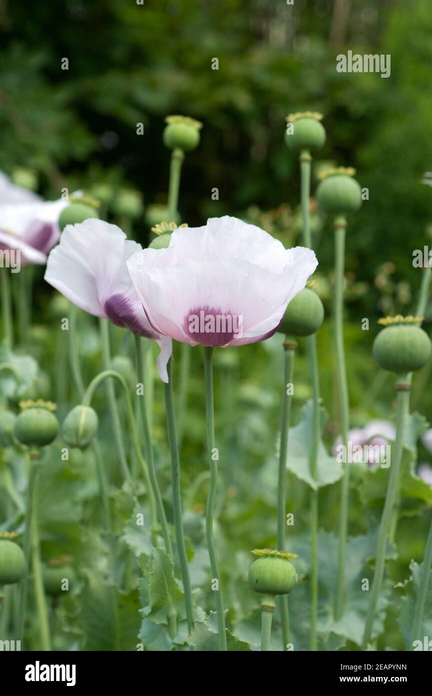 Schlafmohn, Papaver somniferum Stock Photo - Alamy