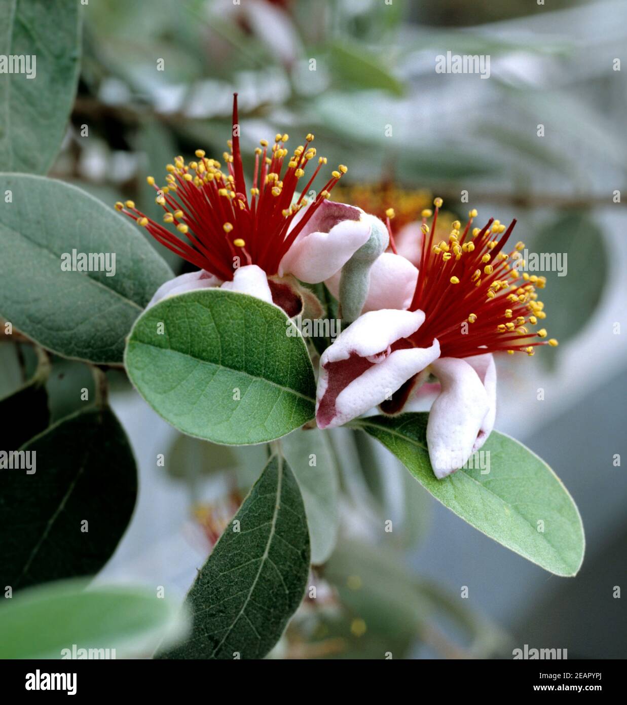 Ananas guave hi-res stock photography and images - Alamy