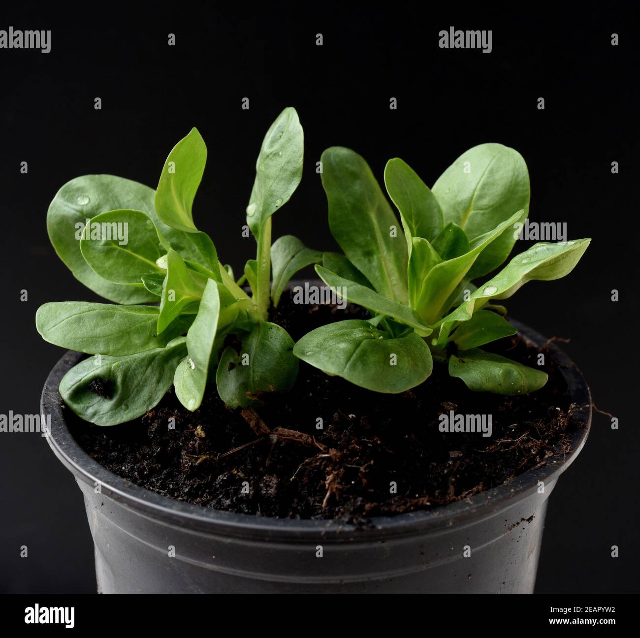 Feldsalat, Valerianella, locusta Stock Photo - Alamy
