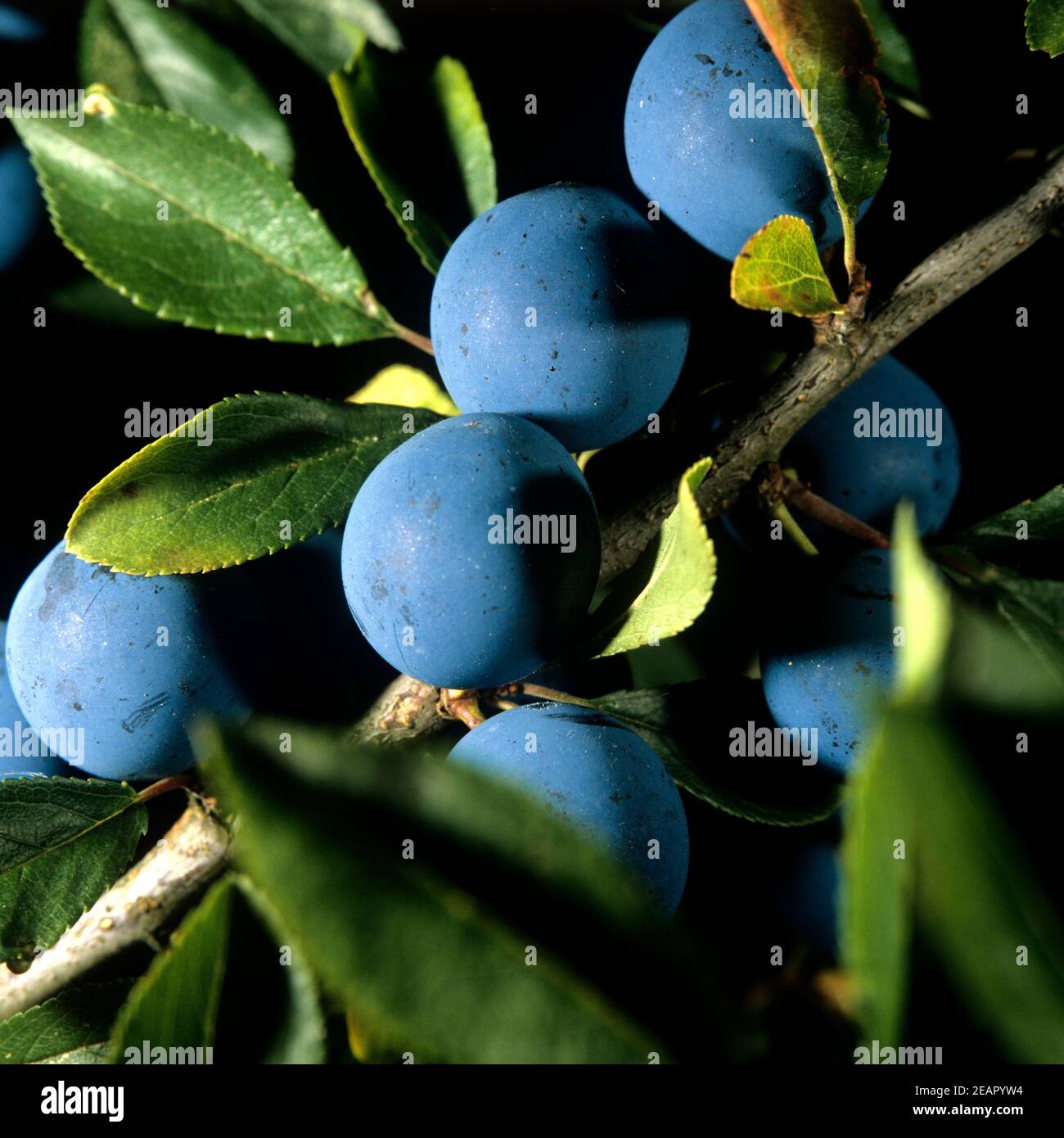 Schlehen beeren hi-res stock photography and images - Alamy