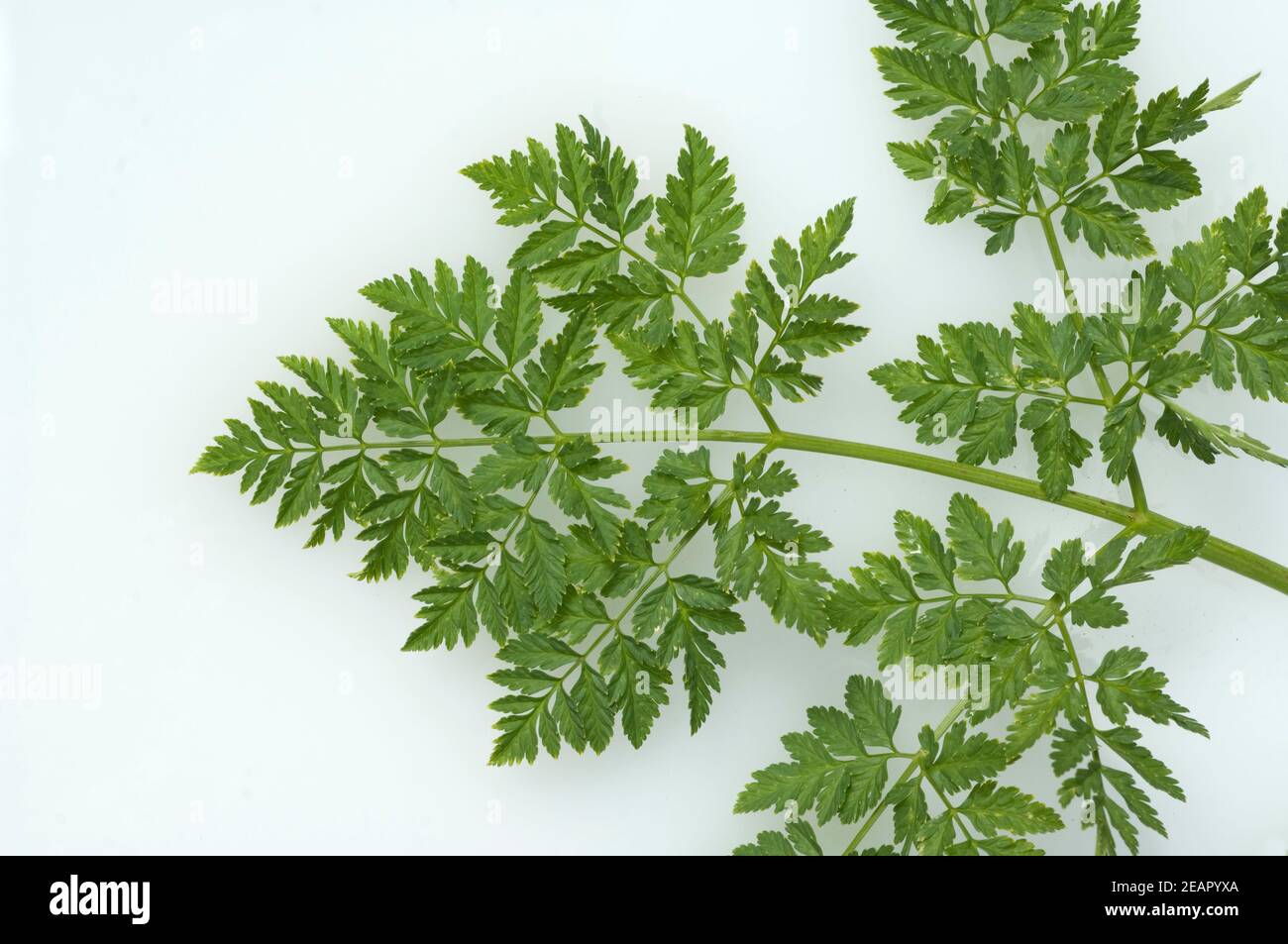 Schierling, Gefleckter, Conium maculatum Stock Photo - Alamy