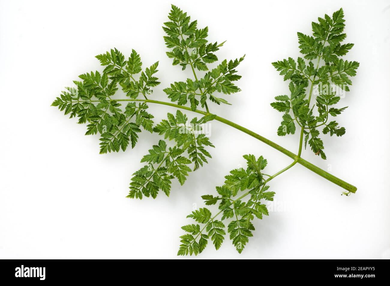 Schierling hi-res stock photography and images - Alamy