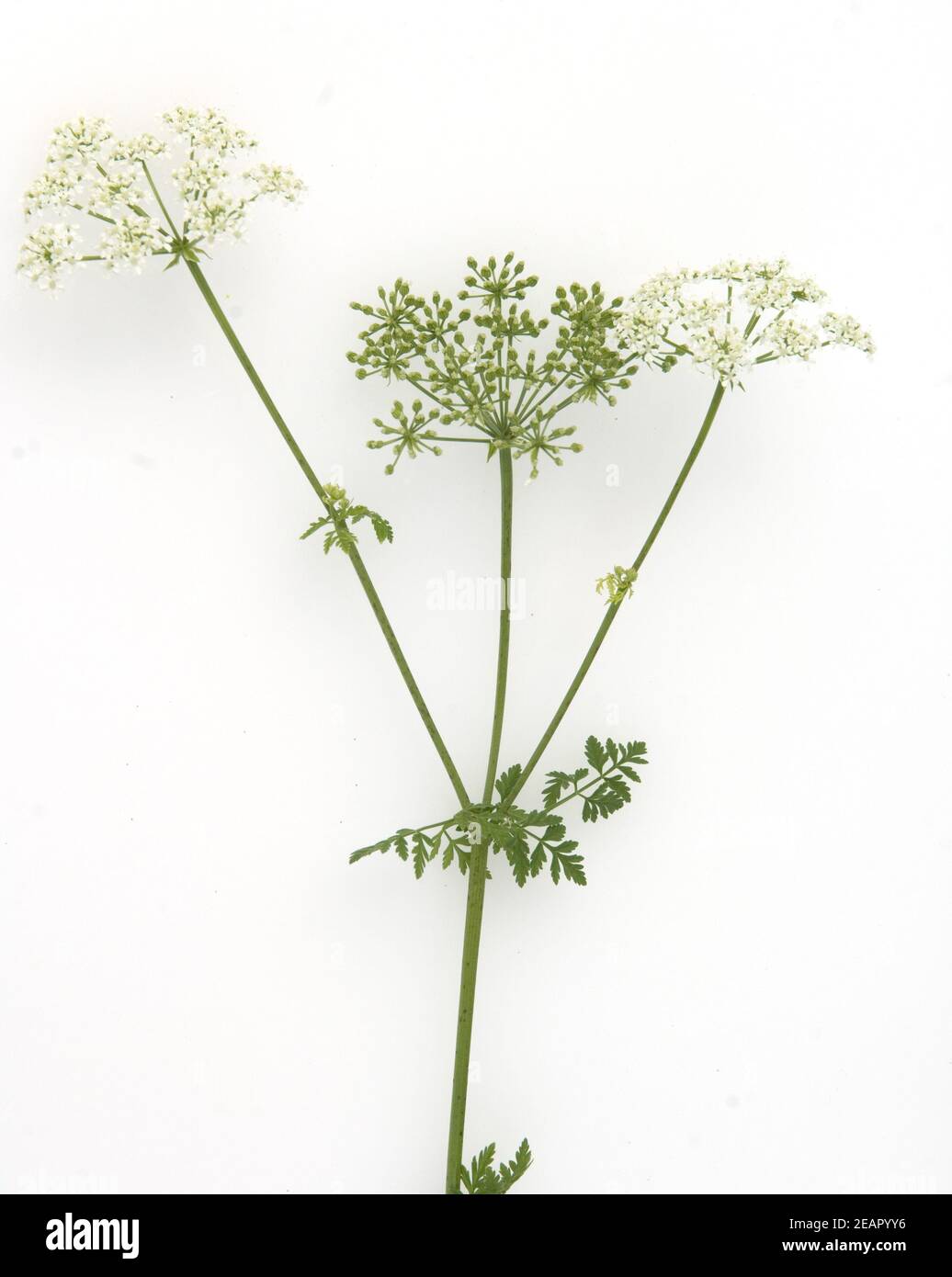 Schierling hi-res stock photography and images - Alamy