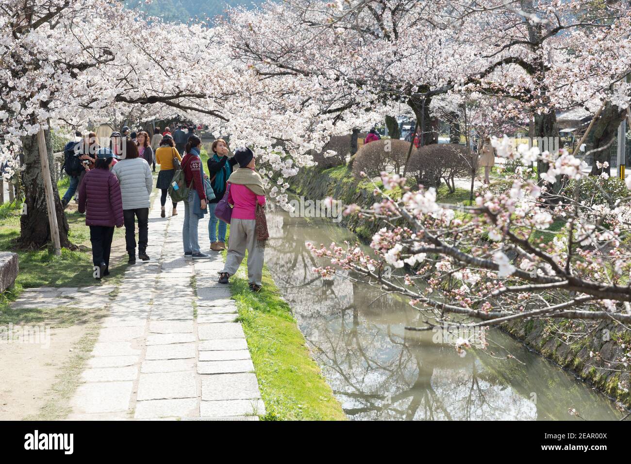 Kyoto Japan Philosopher's Path Covered By Cherry Blossoms Stock Photo ...