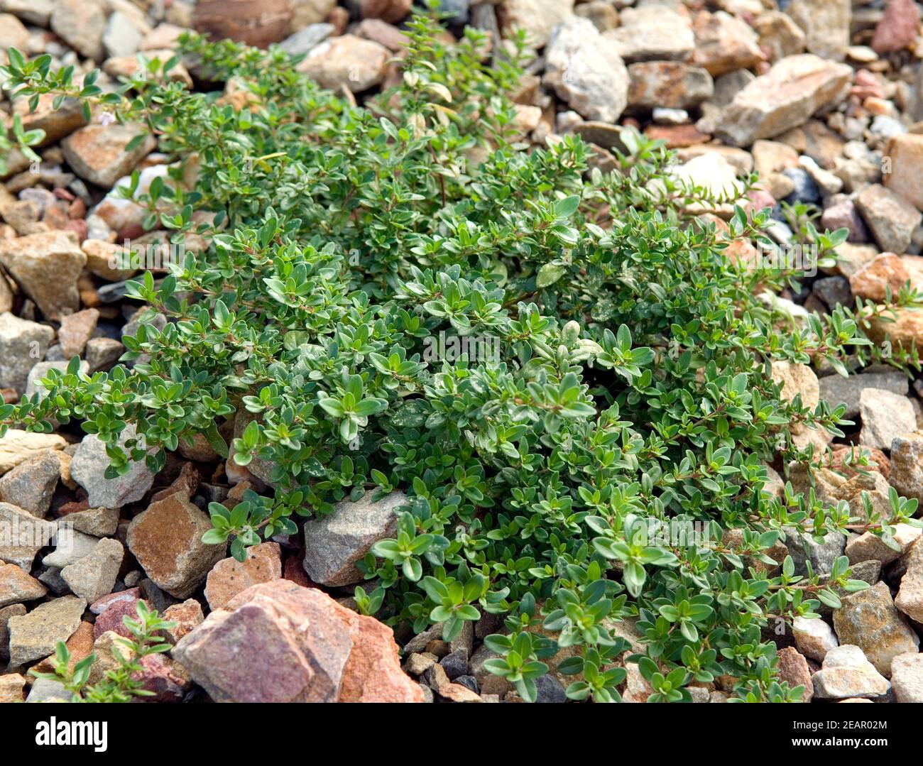 Feldthymian; Thymus serpyllum Stock Photo - Alamy