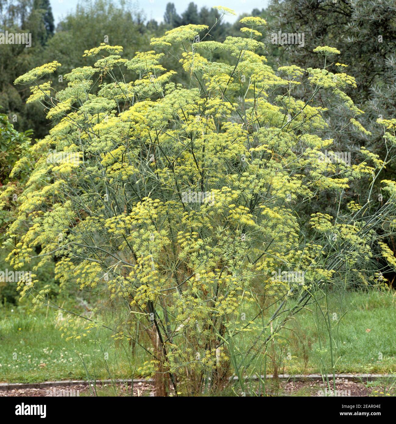 Fenchel seeds hi-res stock photography and images - Alamy