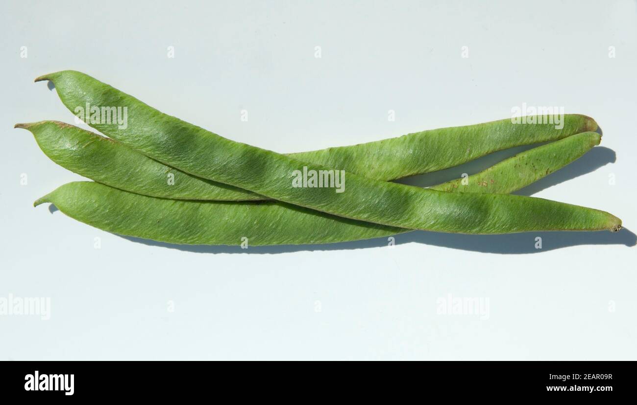 Feuerbohne; Phaseolus coccineus Stock Photo - Alamy