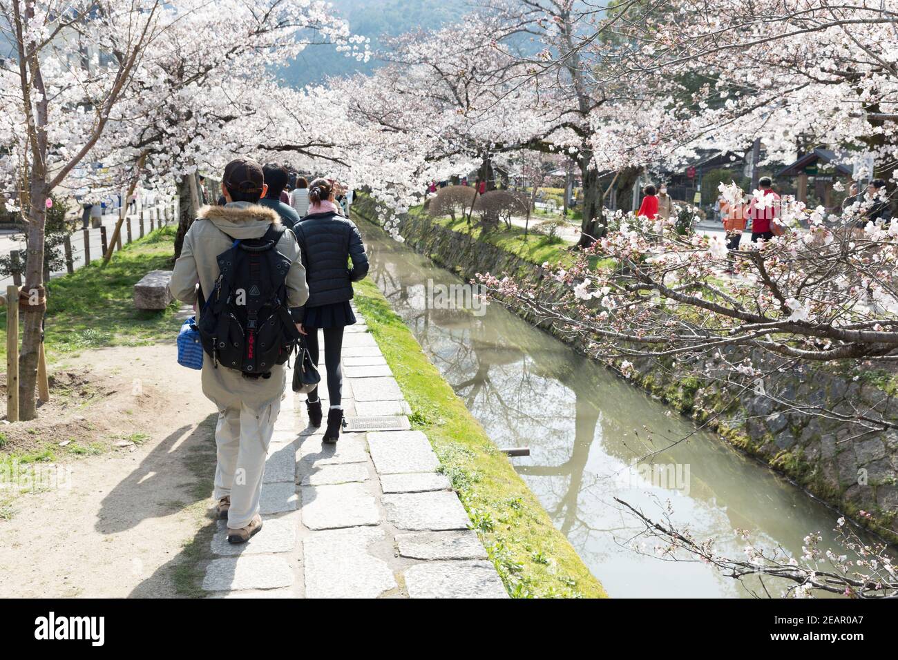 Kyoto Japan Philosopher's Path Covered By Cherry Blossoms Stock Photo ...