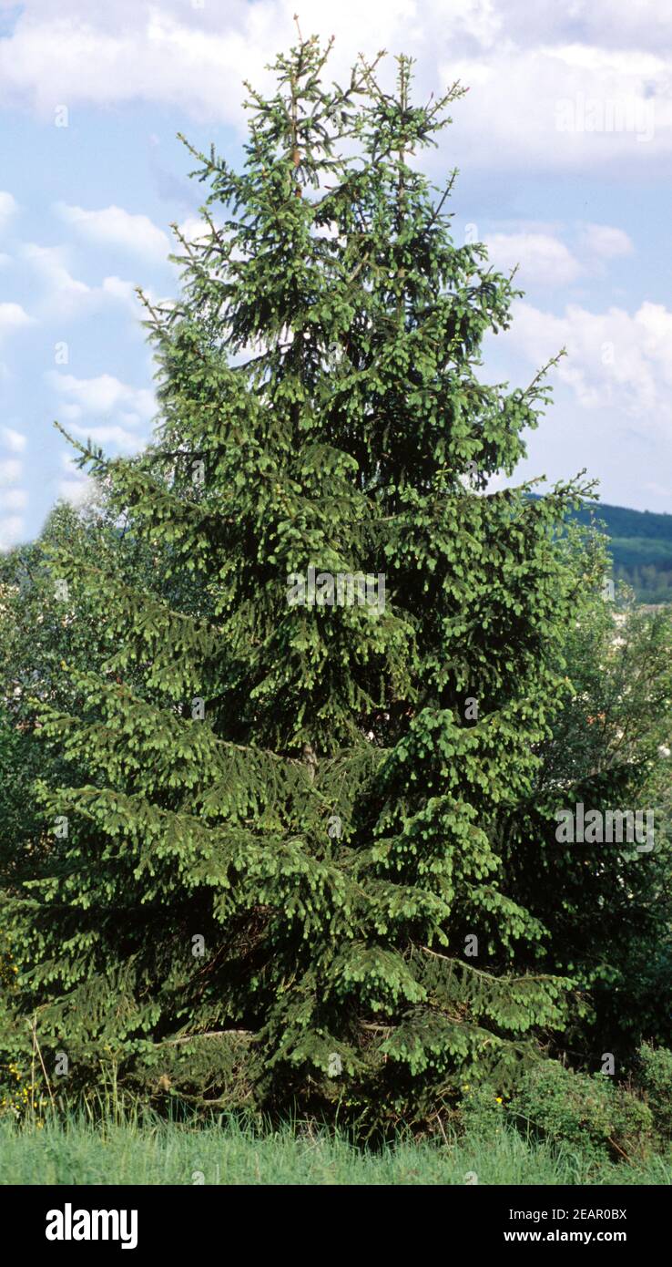 Fichte Picea abies Stock Photo - Alamy