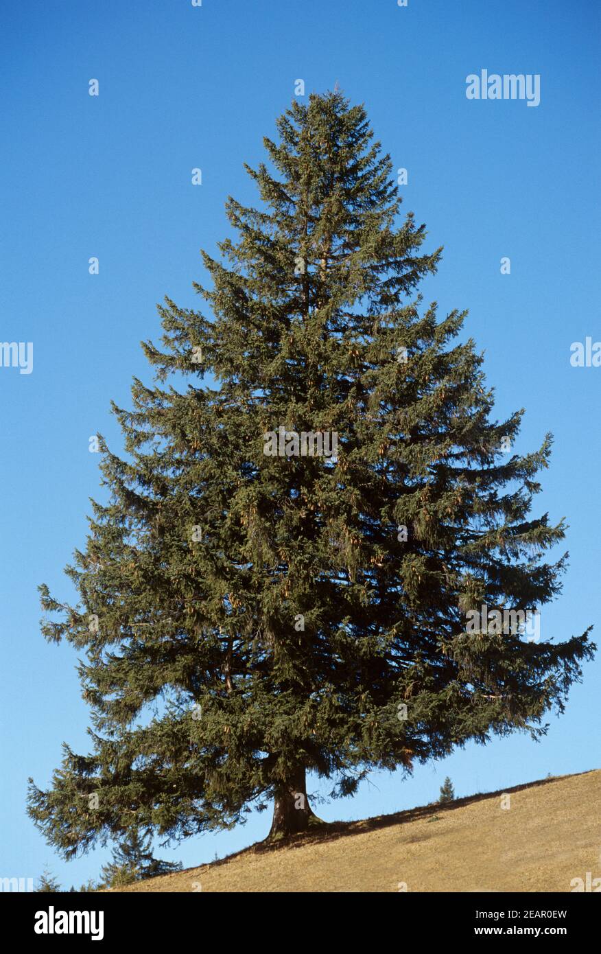 Fichte Picea abies Stock Photo - Alamy
