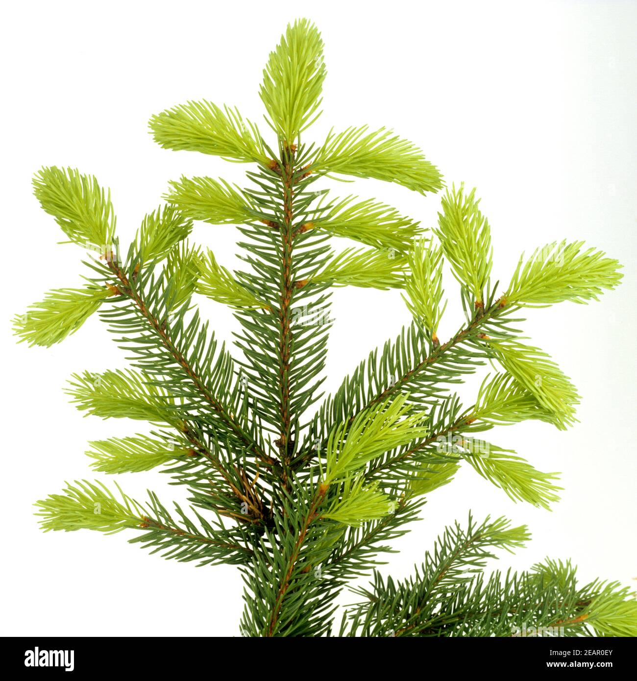 Fichte, Fichtenzweig, Fichtenast, Picea, abies Stock Photo - Alamy