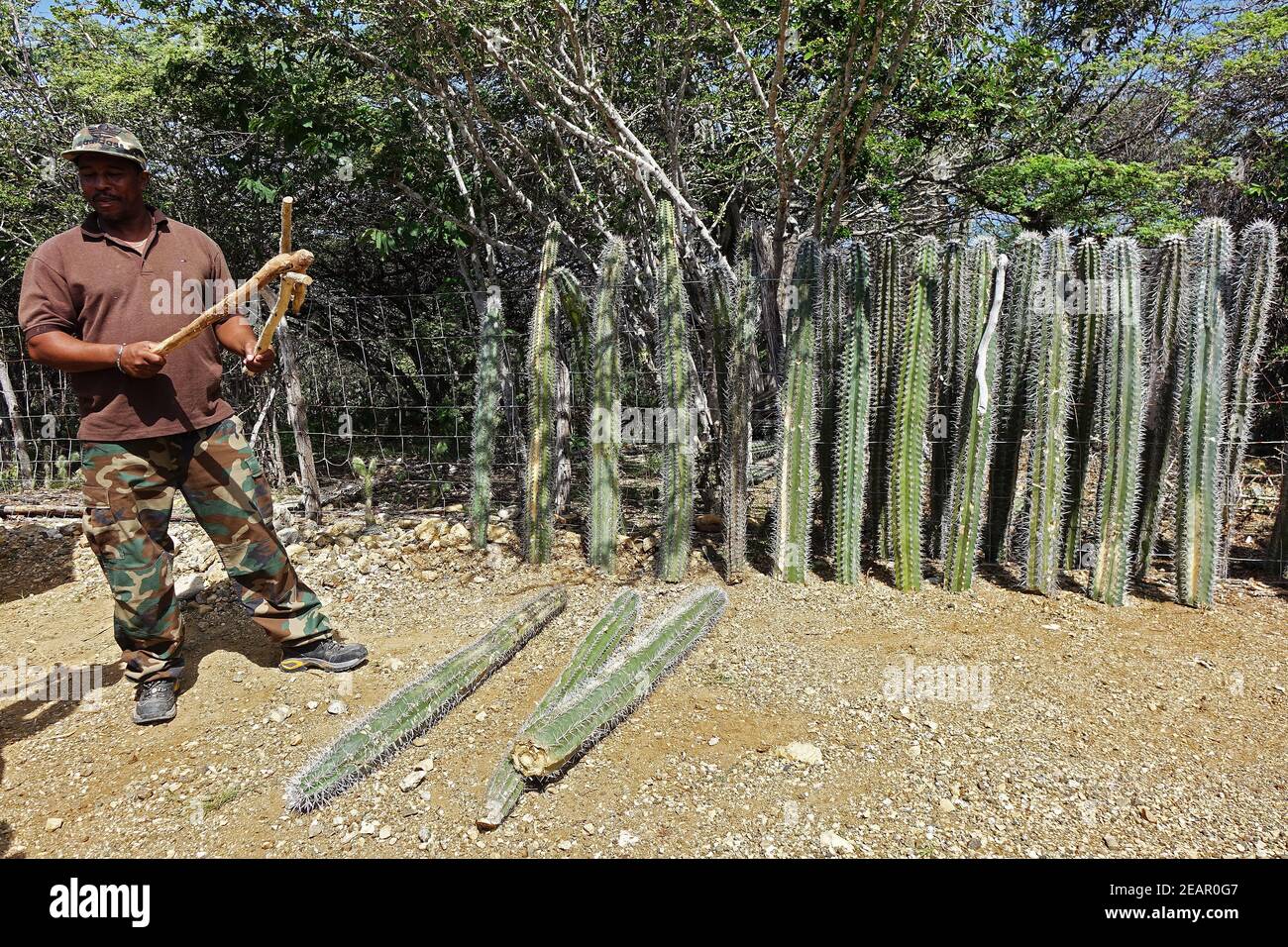 Fence construction from cacti, demonstration of an old traditional craft Stock Photo - Alamy