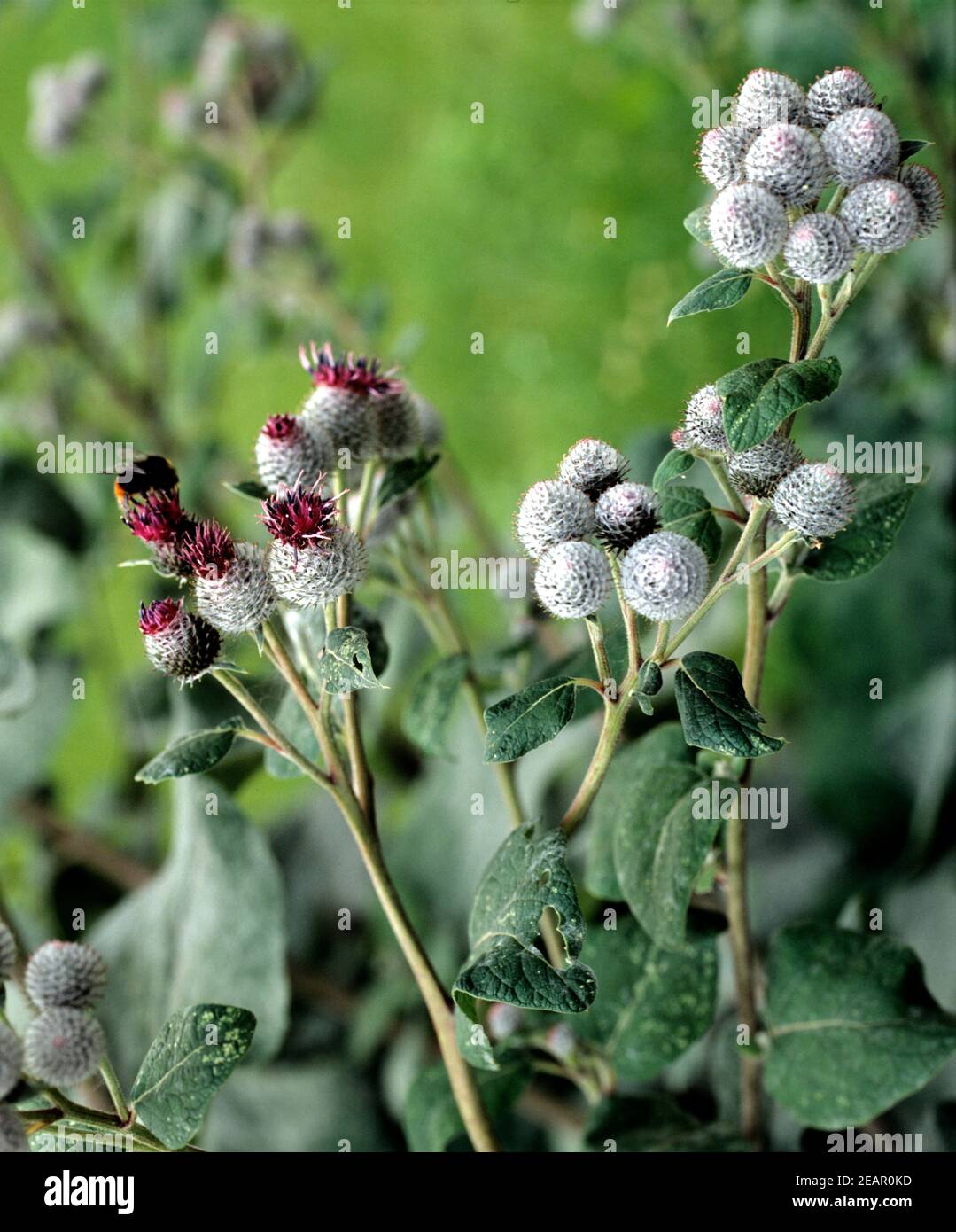 Kletten hi-res stock photography and images - Alamy