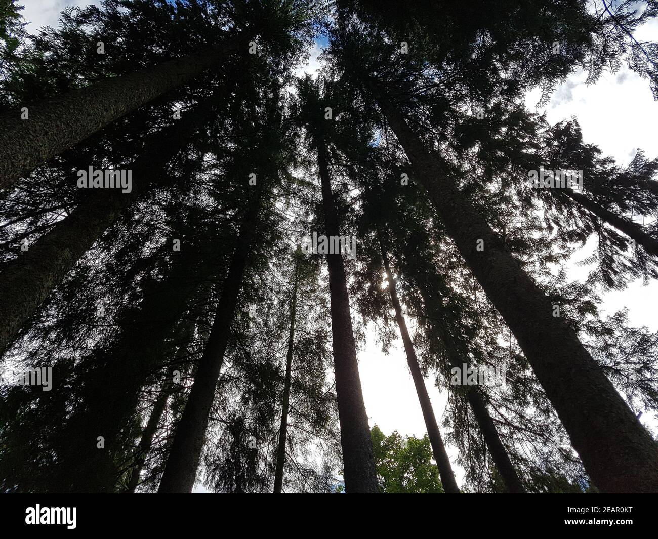 Fichtenwald, Fichte Picea abies Stock Photo - Alamy