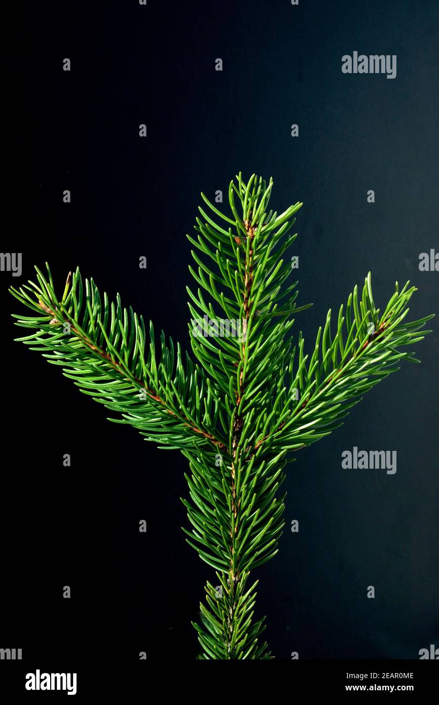 Fichtenzweig, Picea; abies; Rottanne Stock Photo - Alamy
