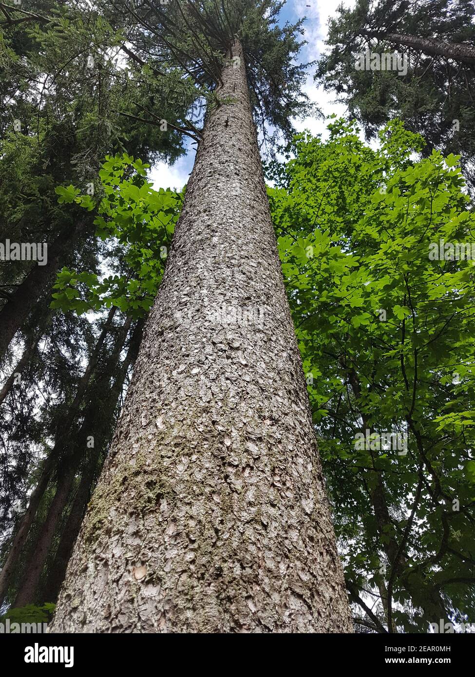 Fichtenwald, Fichte Picea abies Stock Photo - Alamy
