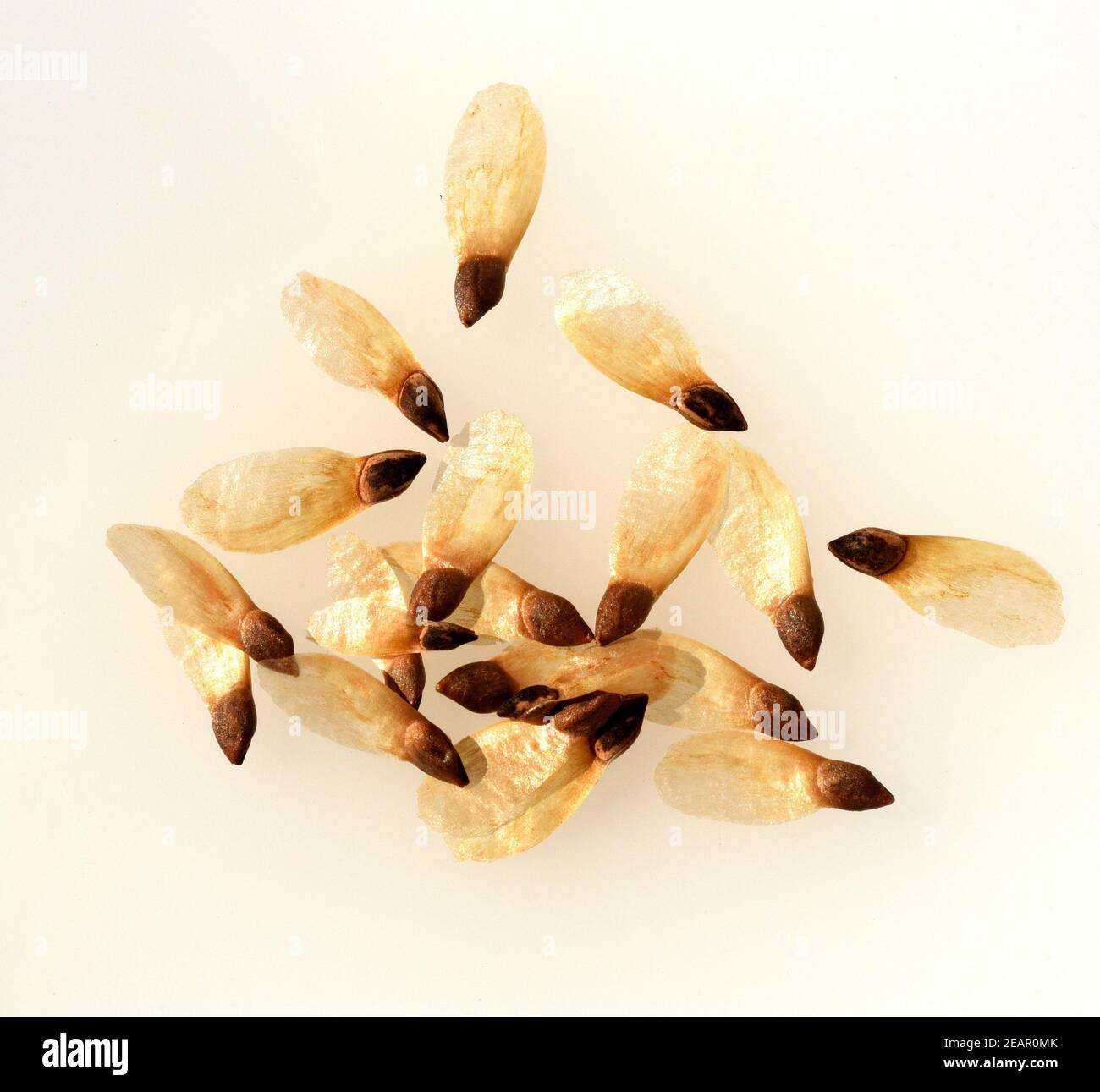 Fichtensamen, Fichtenzapfen, Picea, abies Stock Photo - Alamy