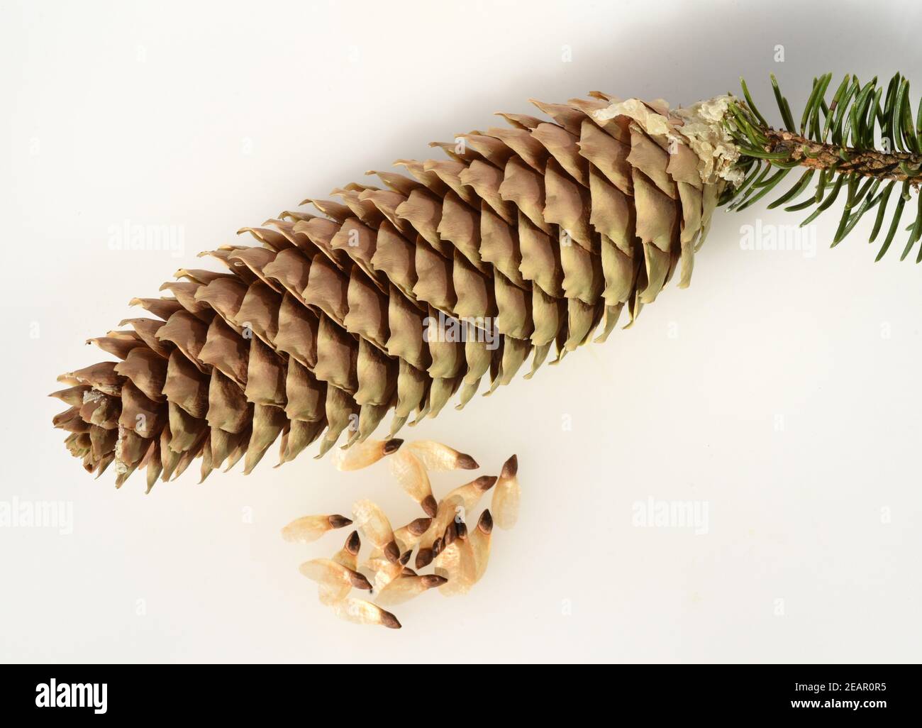 Fichtensamen, Fichtenzapfen, Picea, abies Stock Photo - Alamy