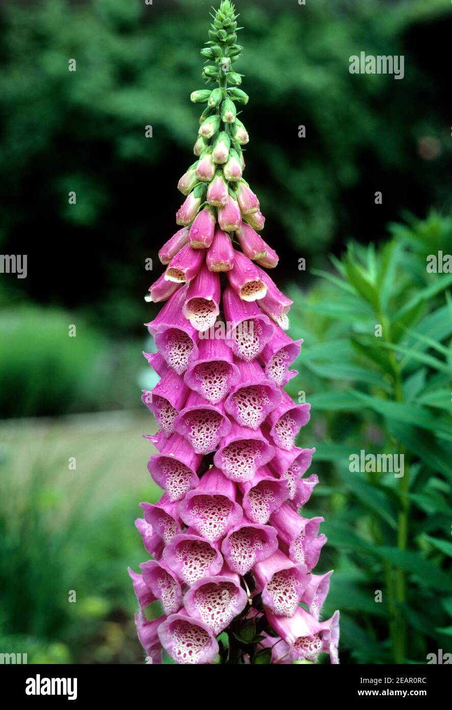 Digitalis blumen hi-res stock photography and images - Alamy