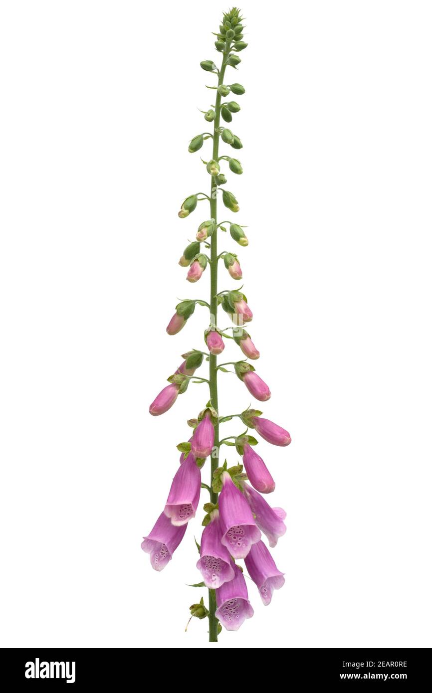 Medicinal plant foxglove digitalis Cut Out Stock Images & Pictures - Alamy