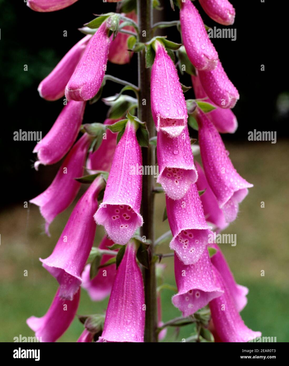 Fingerhut blume hi-res stock photography and images - Alamy