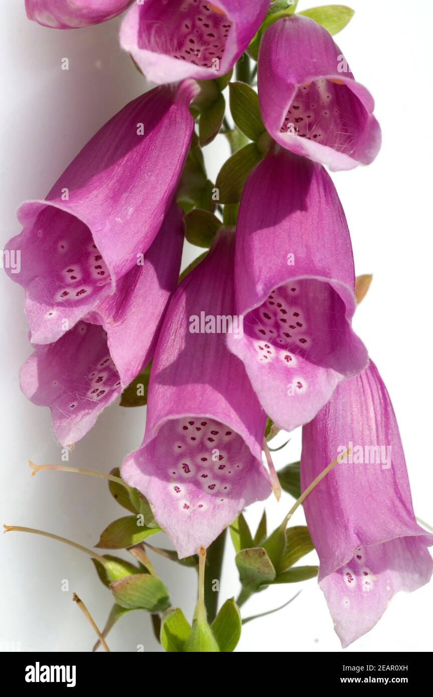Digitalis blumen hi-res stock photography and images - Alamy