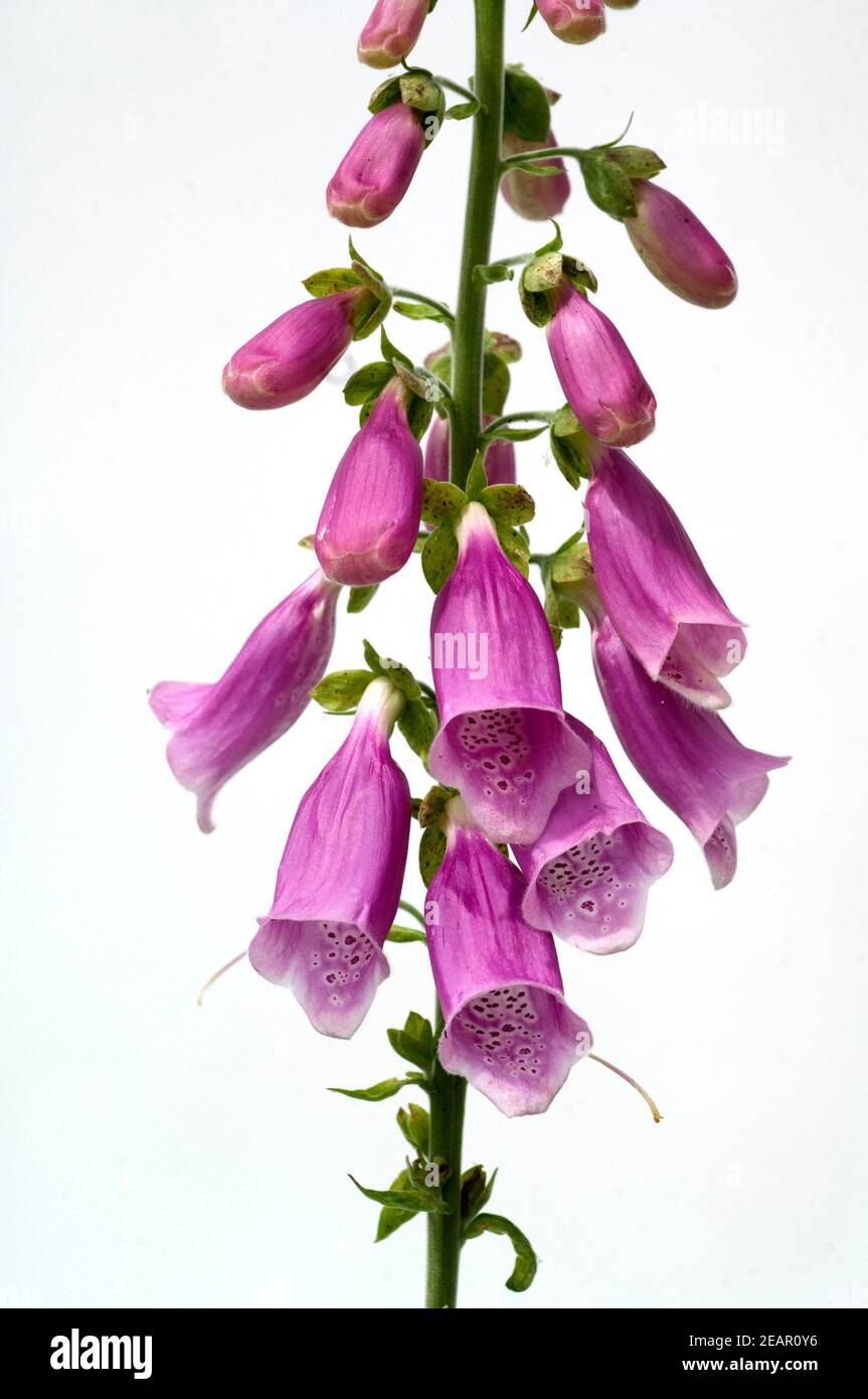 Weisser fingerhut hi-res stock photography and images - Alamy