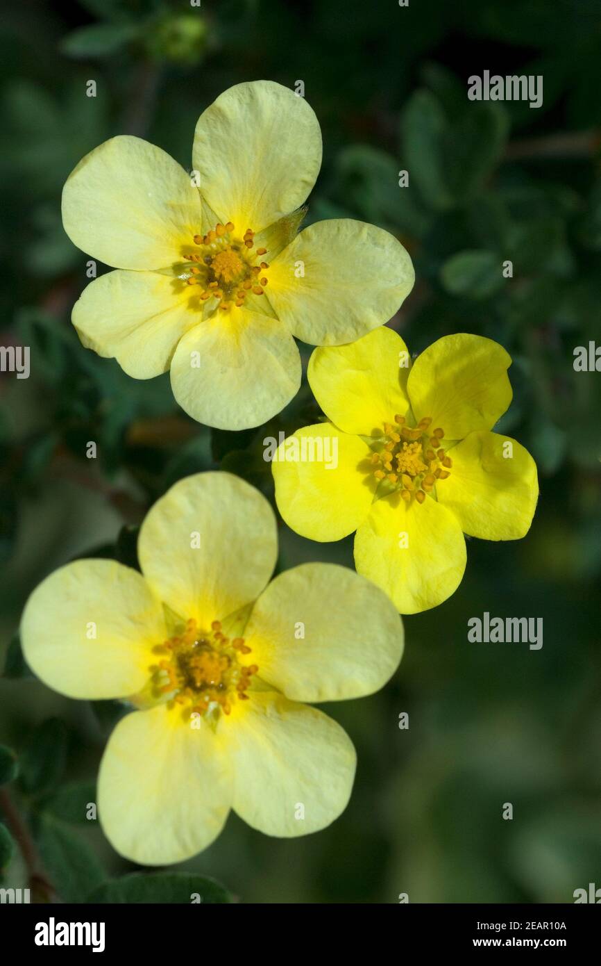 Fingerstrauch, Potentilla, fruticosa Stock Photo - Alamy